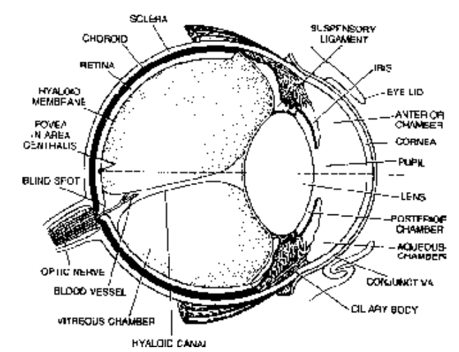 Human Eye