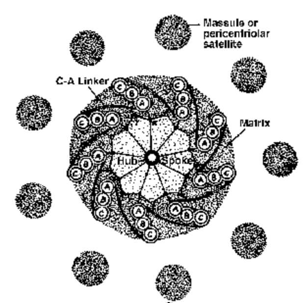Structure of Cell: Centrioles