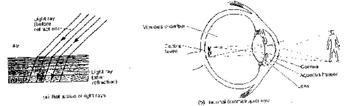Working Principle of Eye
