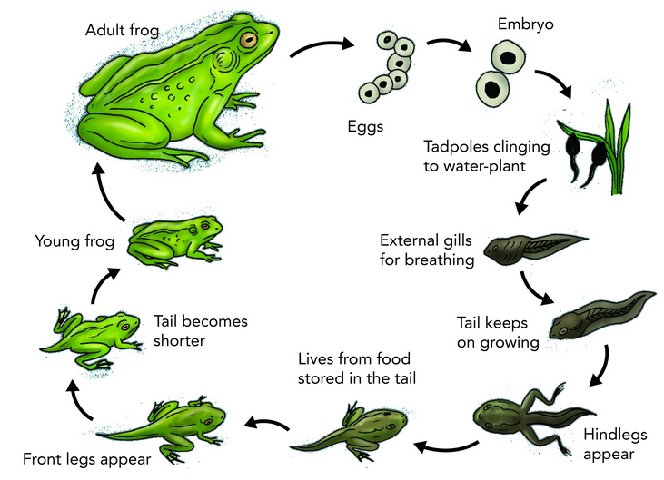 Tadpole To Frog Metamorphosis