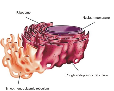 Endoplasmic Reticulum Class 9 Science Notes Endoplasmic Reticulum