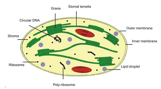 Leucoplast Diagram