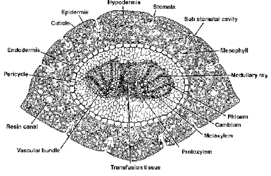 Gymnosperms Classification And Main Orders Botany Gymnosperms