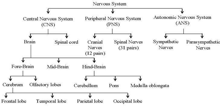 Nervous System In Human Classification, Mechanism and Functions ...